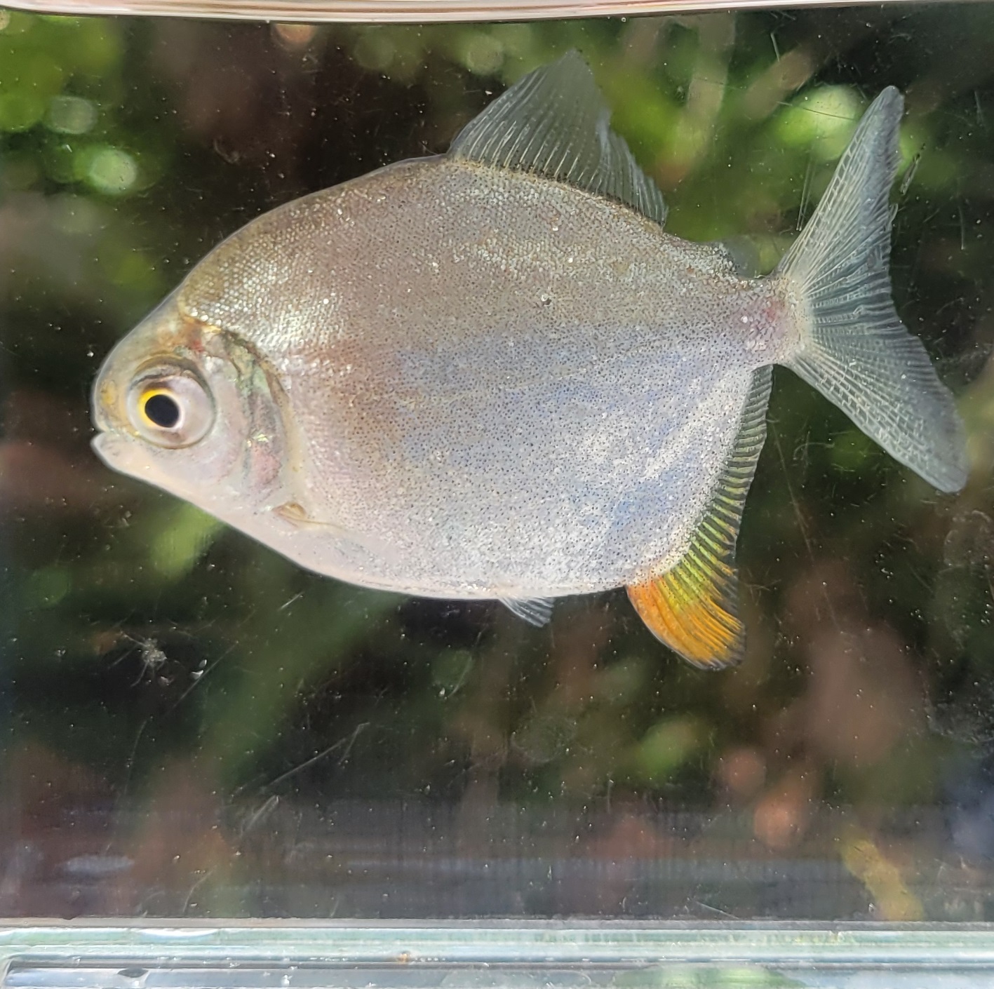 Yellowfin Red Hook Silver Dollar- Myloplus arnoldi - Buy Live Fish ...